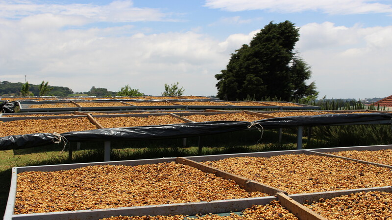 What Is Coffee Drying? - Buah Berdikari